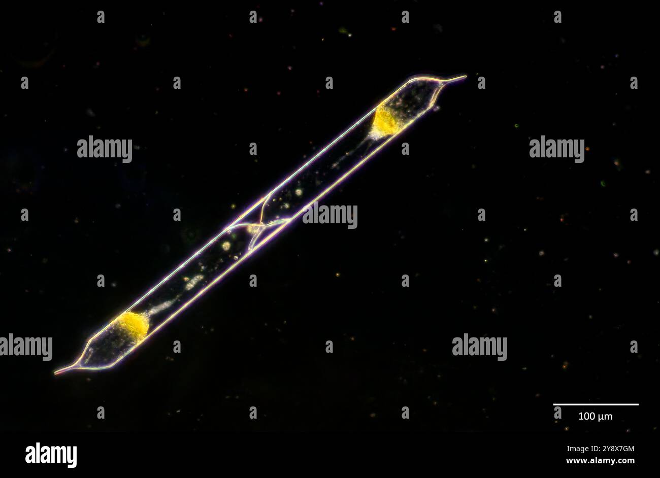 Marine diatom from the genus Proboscia, probably P. alata. Surface ...