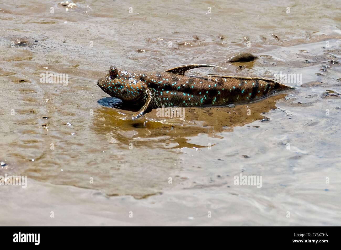 Boddart's goggle-eyed goby (Boleophthalmus boddarti) from Tanjung ...