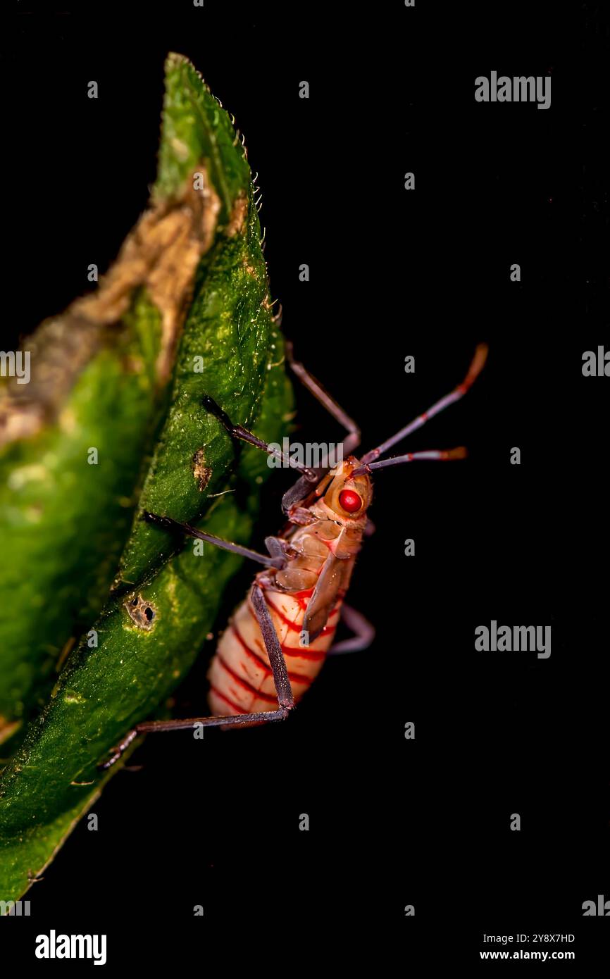Red eyes bug (Leptocoris mitellata), nymph. Photo from Komodo Island ...
