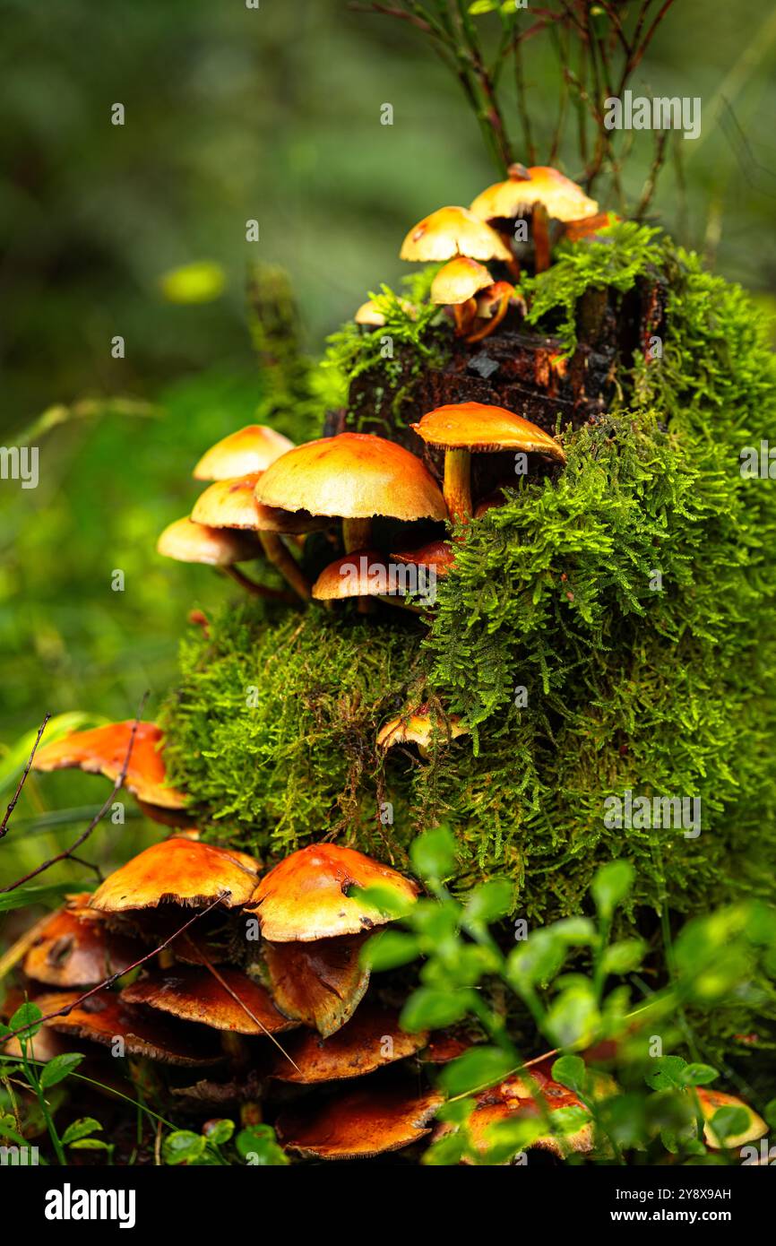 Orange coloured fungi on a moss covered tree stump in a rural UK ...