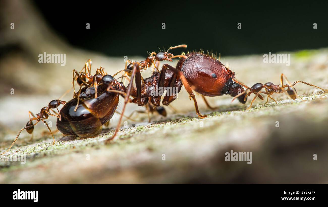 Close-up a big ant carrying small ants on a tree branch, showcasing ...
