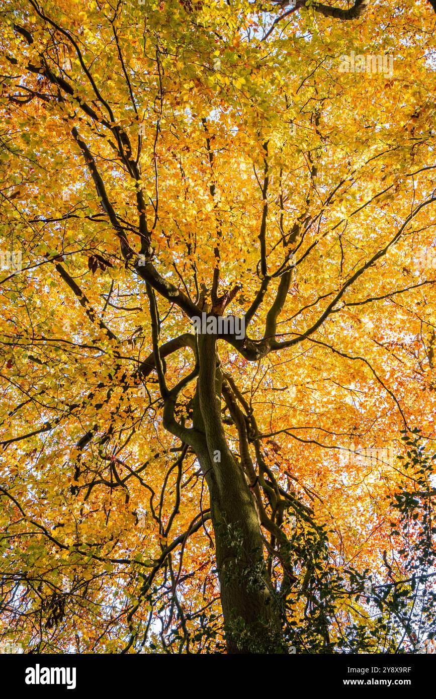 Strong autumn colours looking up at beech trees with dark branches and ...