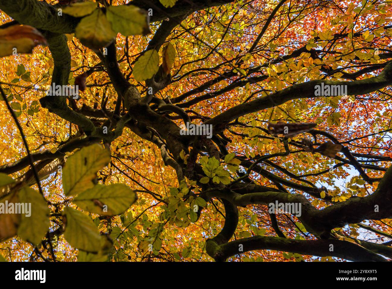 Strong autumn colours looking up at beech trees with dark branches and ...