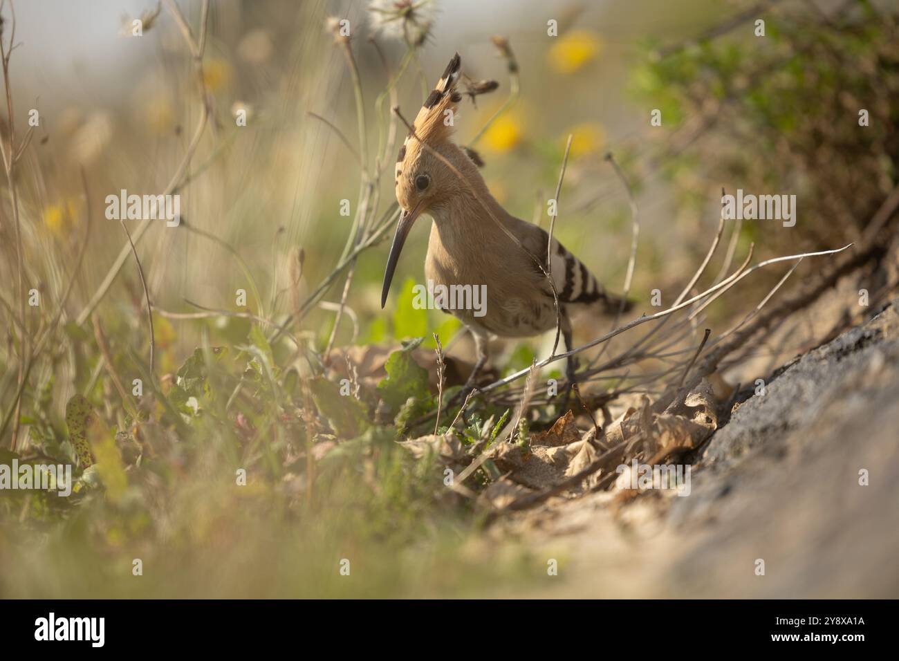 A remarkable sighting has delighted Thomas Winstone a nature ...