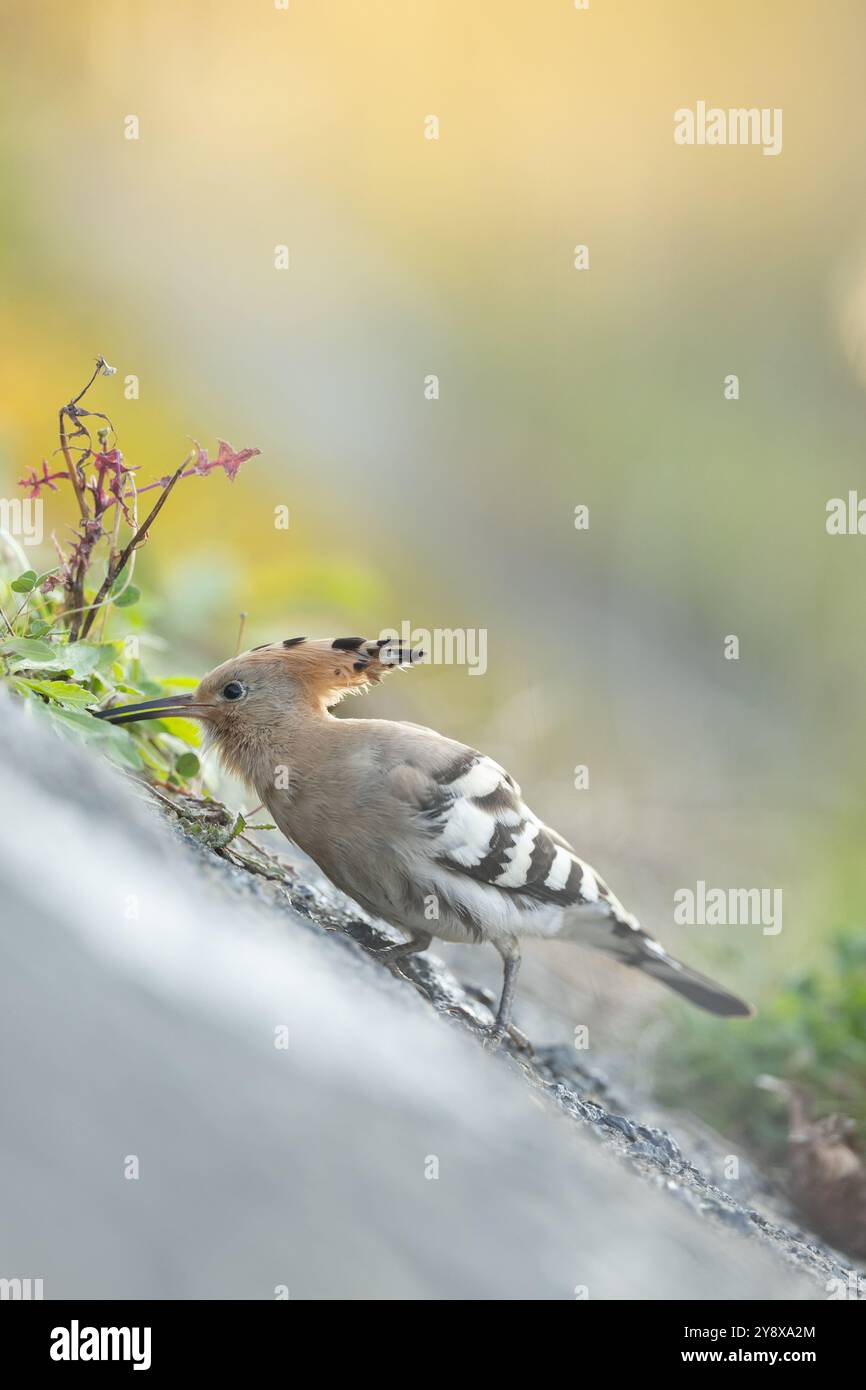 A remarkable sighting has delighted Thomas Winstone a nature ...