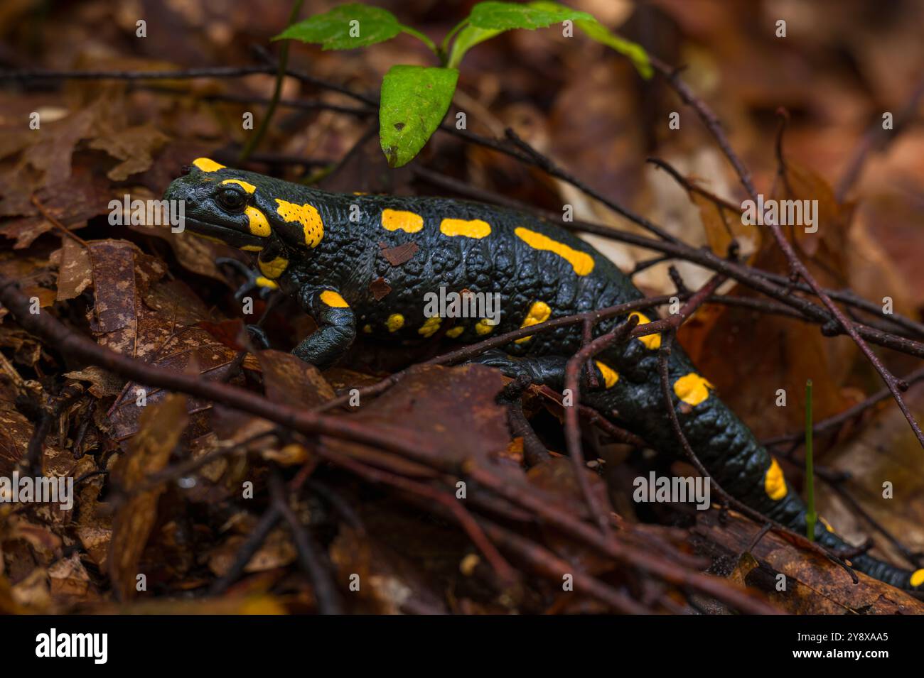 Fire salamander. Salamandra salamandra is a well known salamander ...