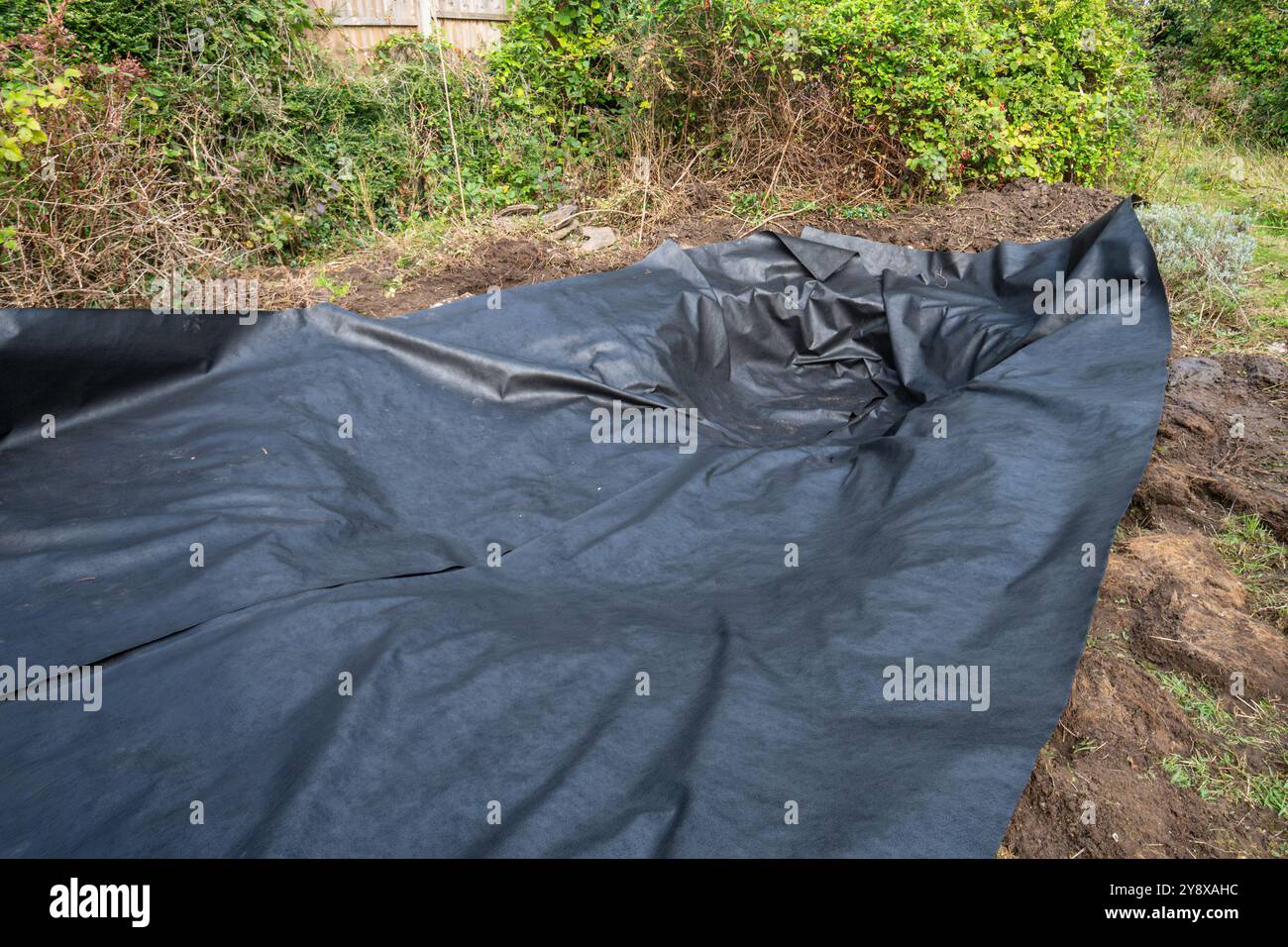 Creating and lining a wildlife pond in a garden, UK. Lining the pond ...