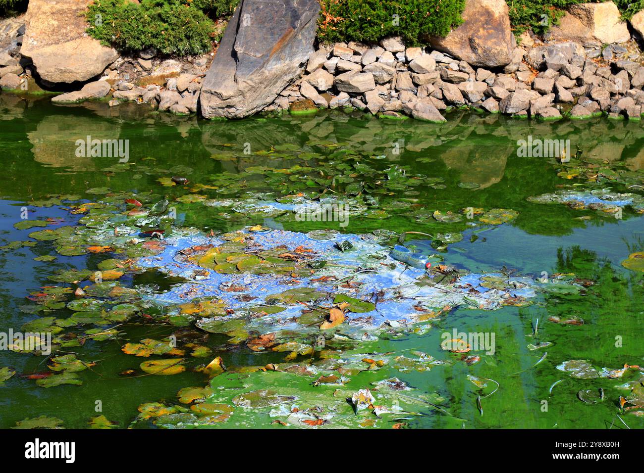 Water pollution by blooming blue green algae - is world environmental ...
