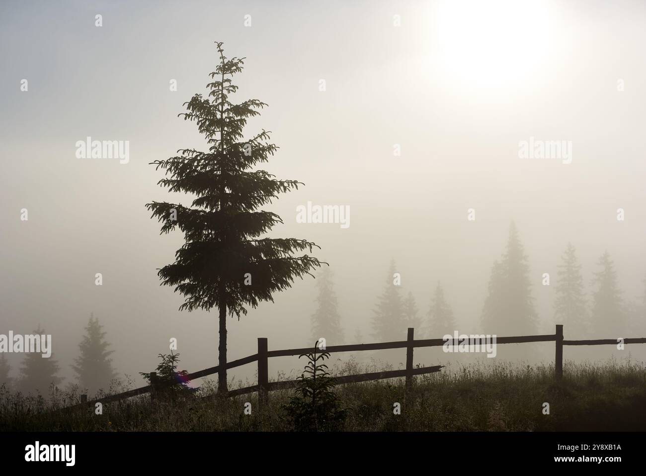 Misty morning in meadow. Single pine tree next to rustic wooden fence ...