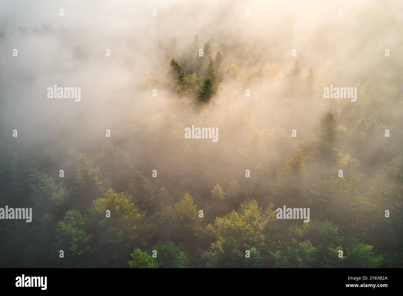 Aerial view reveals dense forest blanketed in mist. Sunlight filters ...