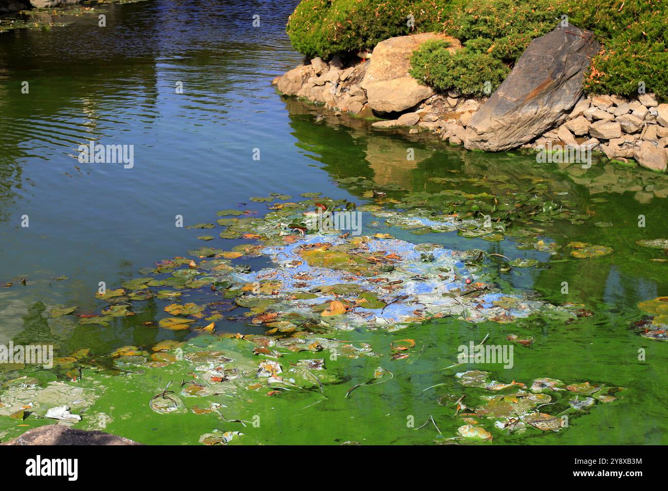 Water pollution by blooming blue green algae - is world environmental ...
