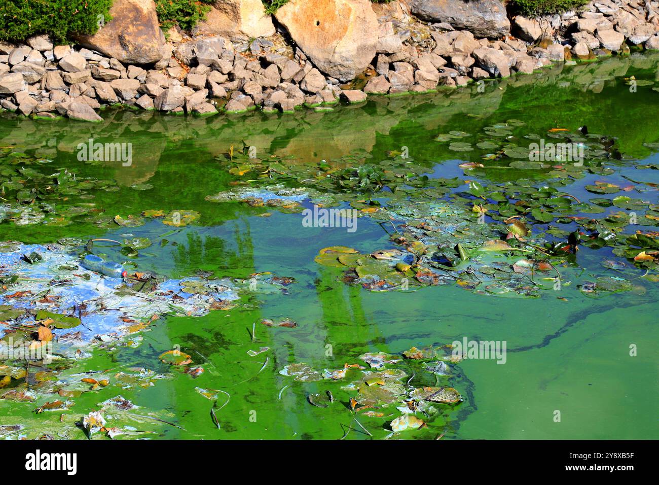 Water pollution by blooming blue green algae - is world environmental ...