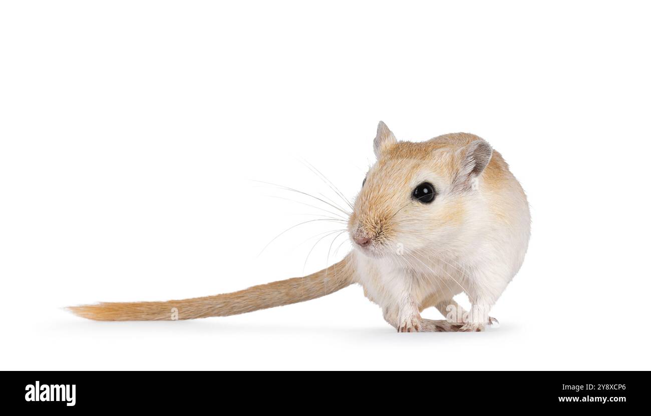 Young adult golden Gerbil aka Meriones unguiculatus. Standing facing ...