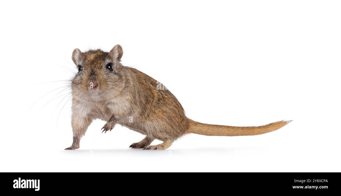 Young adult golden Gerbil aka Meriones unguiculatus. Standing side ways ...