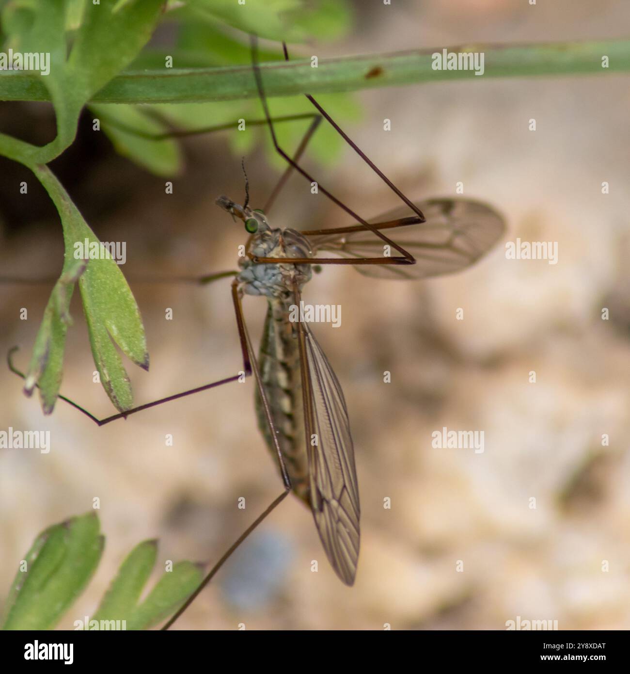 Tipula maxima, Giant Cranefly UK Stock Photo - Alamy