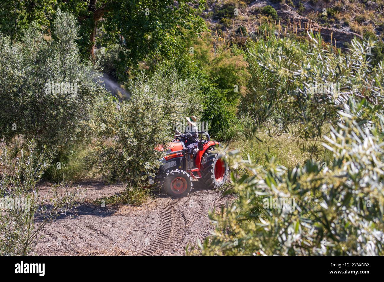 Spanish Farmer Driving his Tractor and Spraying his Olive trees Stock ...