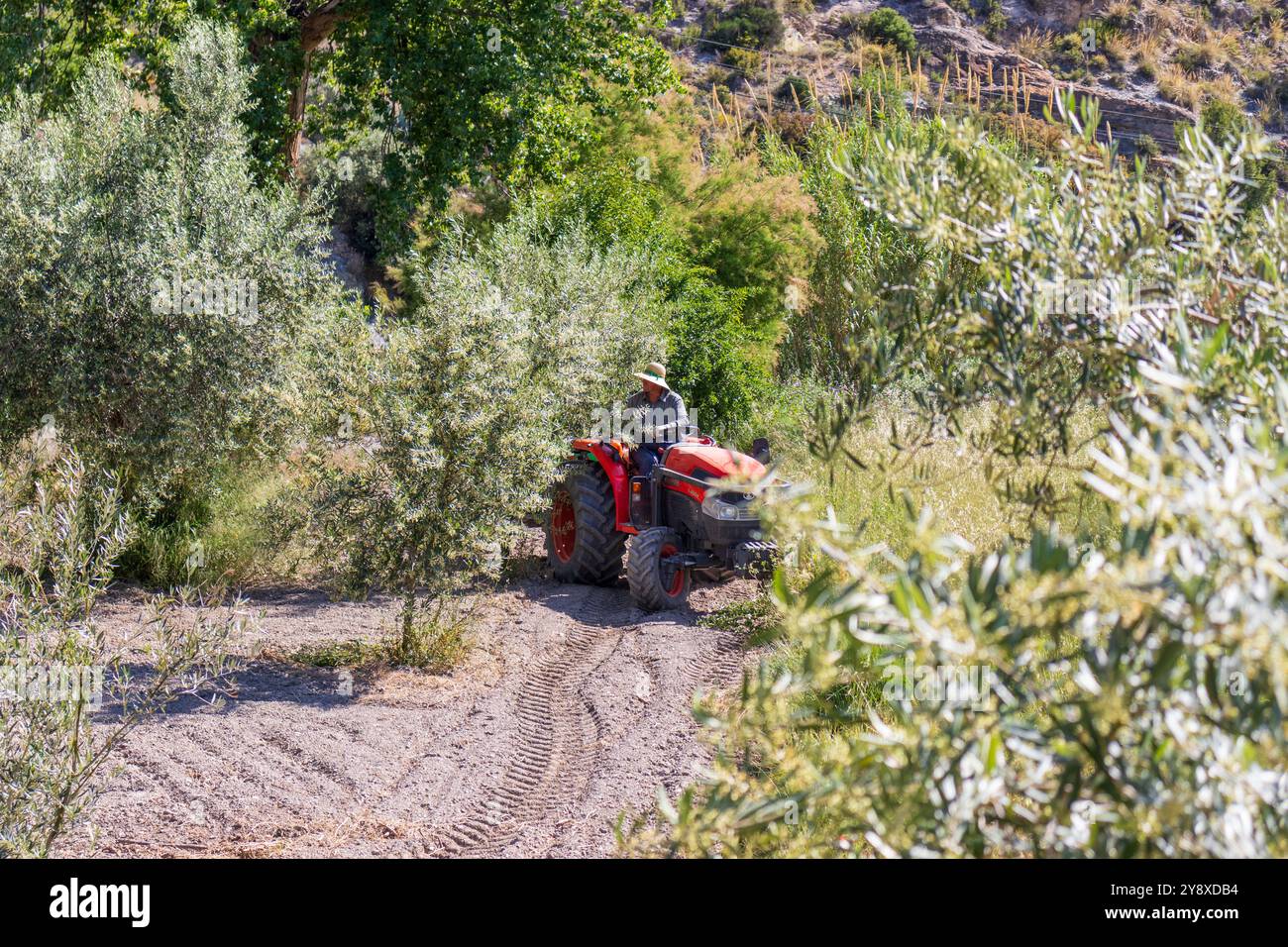 Spanish Farmer Driving his Tractor and Spraying his Olive trees Stock ...