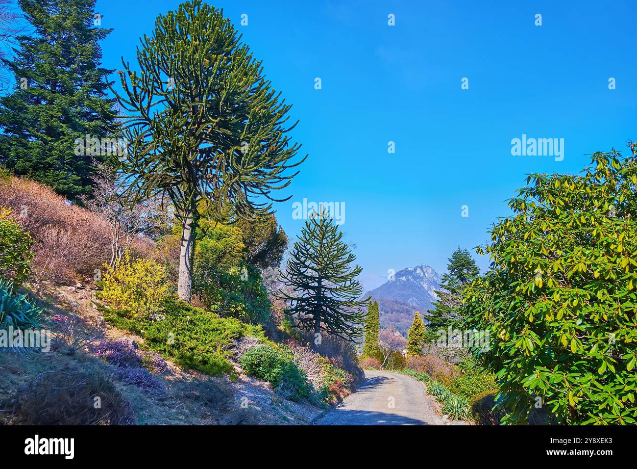 The scenic mountain Parco San Grato with different interesting conifers ...