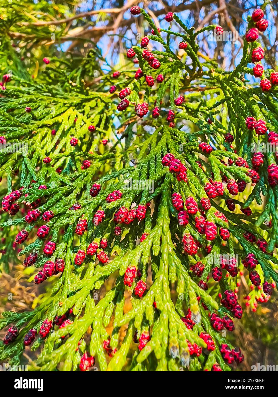 Green thuja (Northern white-cedar) foliage with red male pollen cones ...