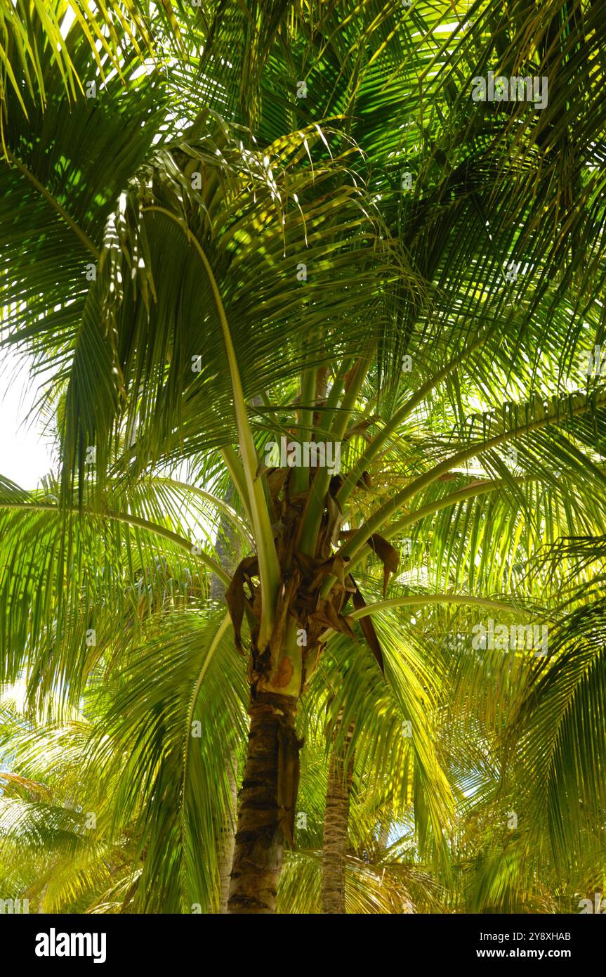 Palm tree forest. The Dominican Republic Stock Photo - Alamy