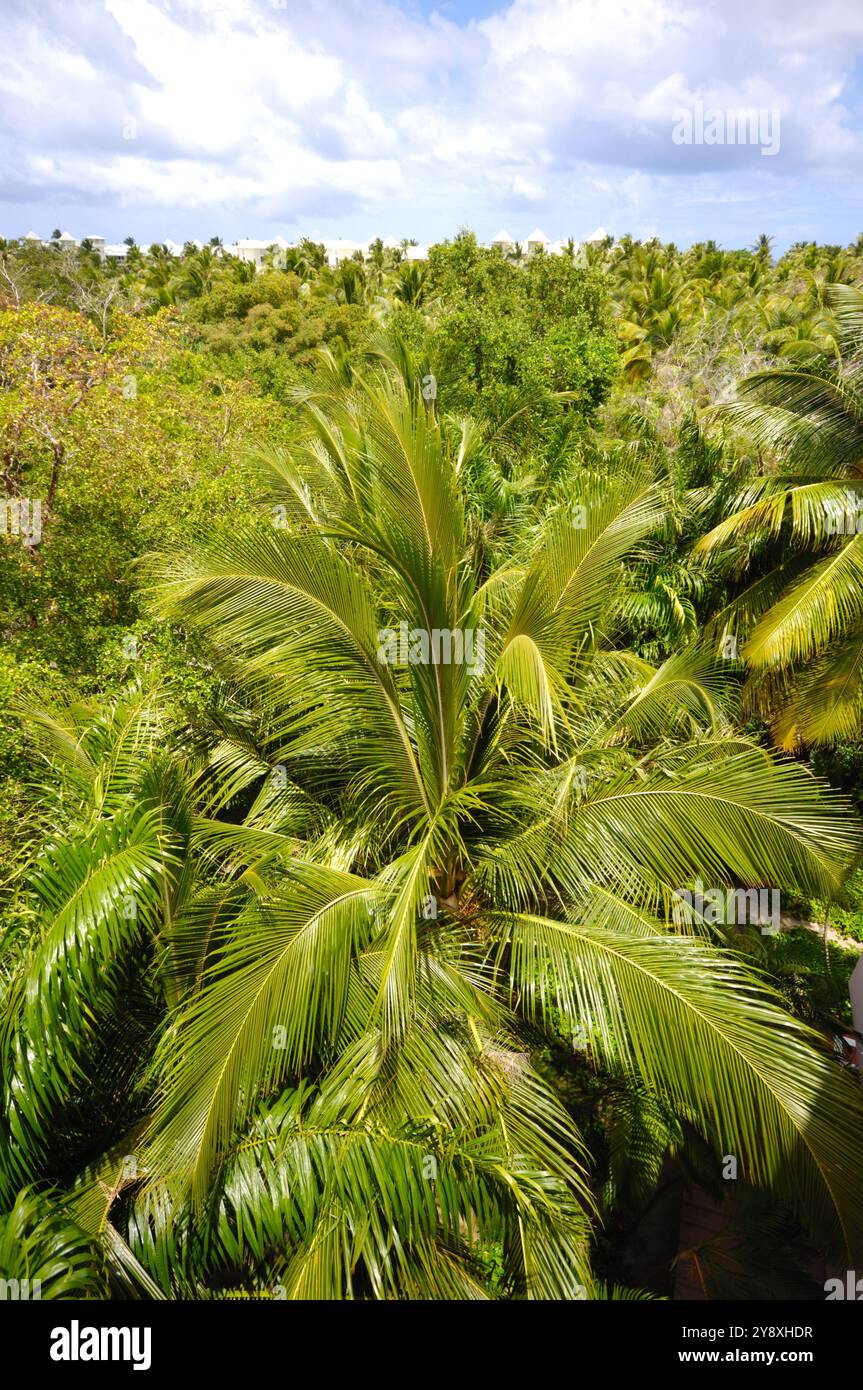 Palm tree forest. The Dominican Republic Stock Photo - Alamy