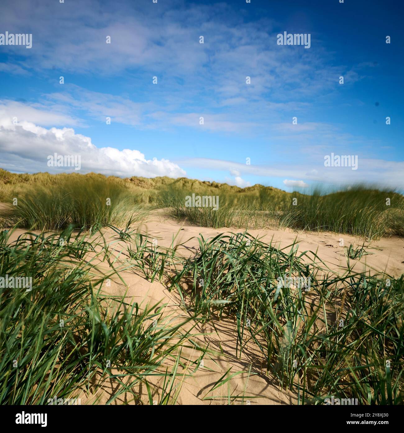 Protected coastal dunes on the Fylde coast,UK Stock Photo - Alamy