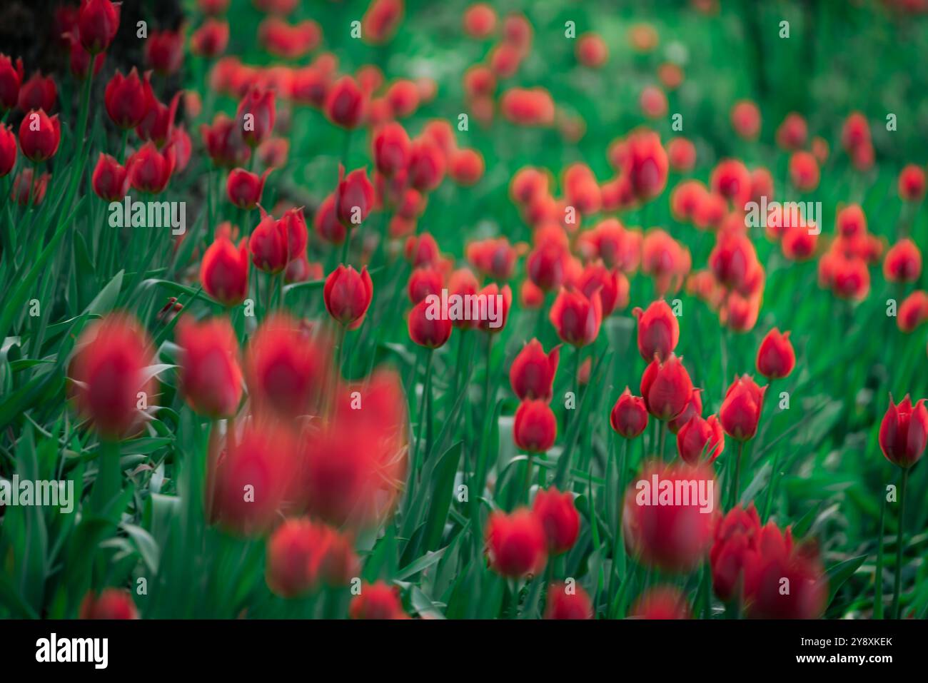 Red wild Tulip fields in the surroundings of the Govone Castle Stock ...