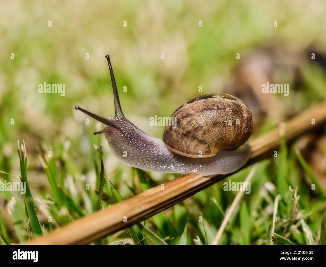 Inside a snail shell hi-res stock photography and images - Alamy