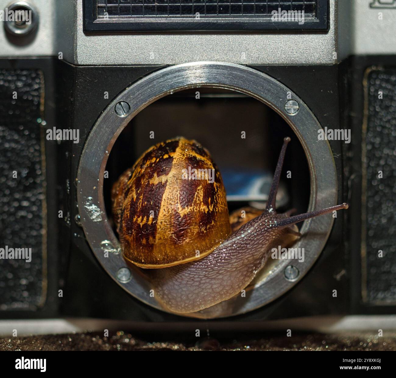snail in camera Stock Photo - Alamy