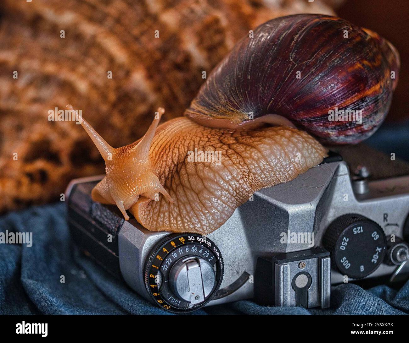 The big snail Stock Photo - Alamy