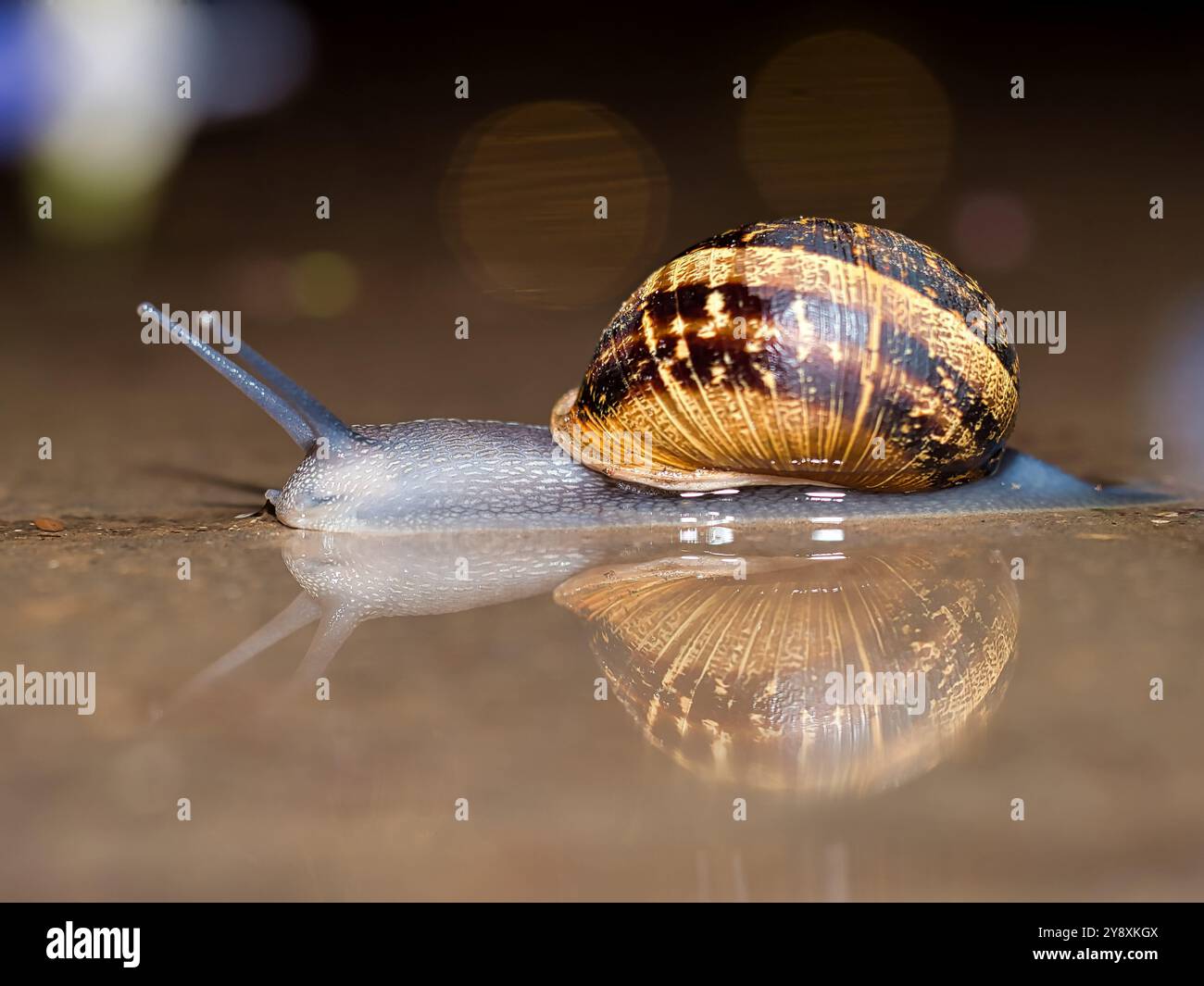 Snail crawling in brown shell hi-res stock photography and images - Alamy