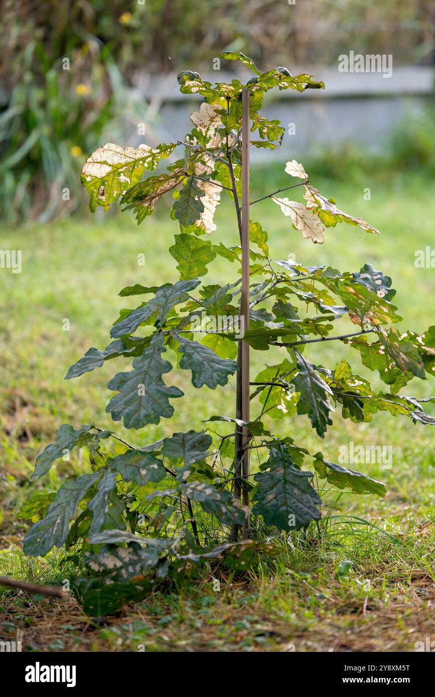 small oak tree in the garden Stock Photo - Alamy