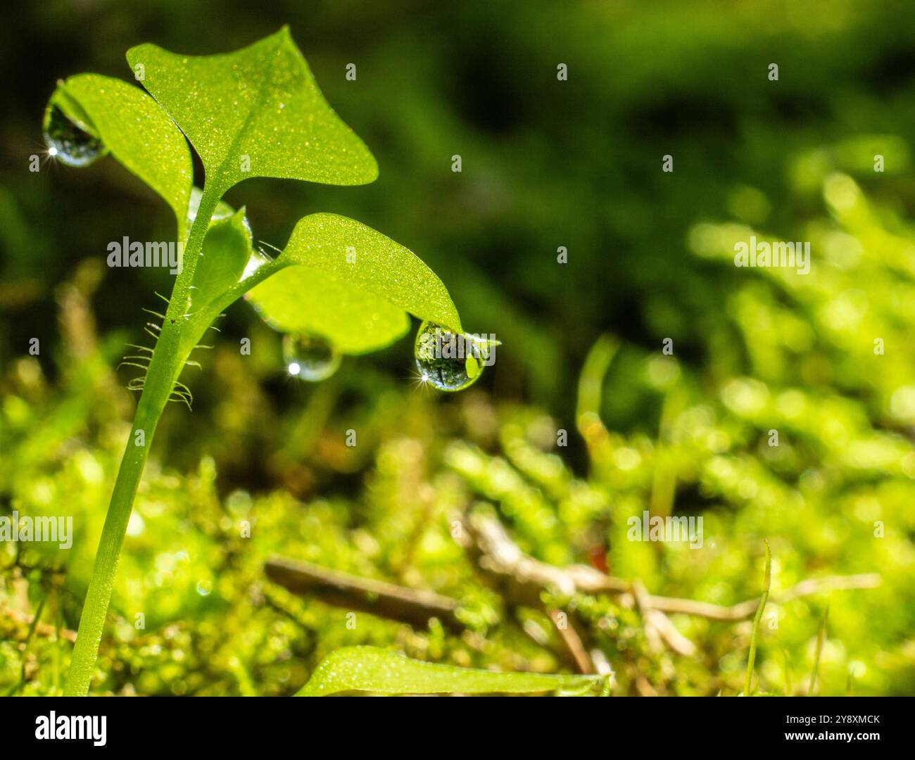 Sprouts of life with dewdrops Stock Photo - Alamy