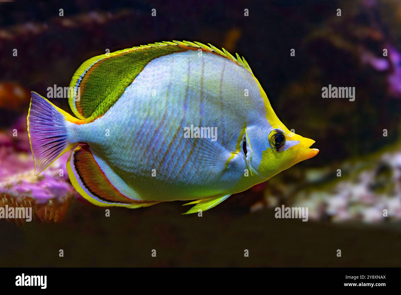 Chaetodon xanthocephalus, known commonly as the Yellowhead ...