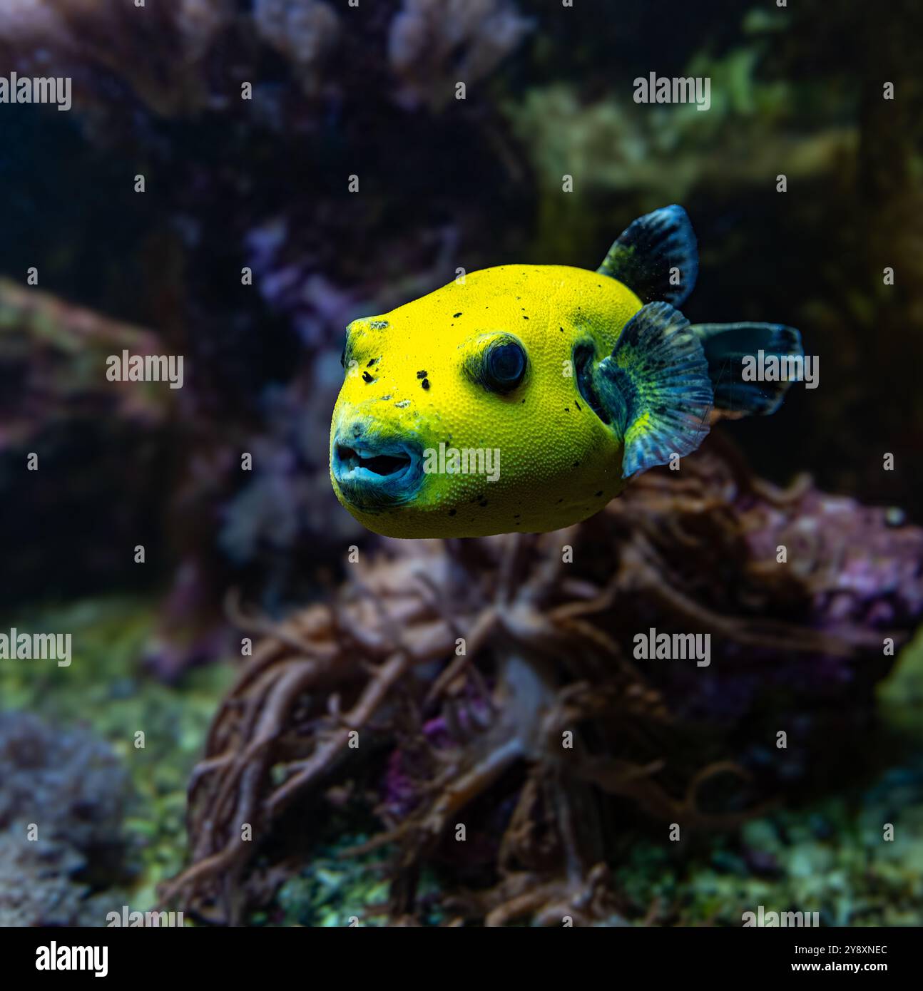 Yellow Blackspotted Puffer Or Dog-faced Puffer Fish Arothron ...