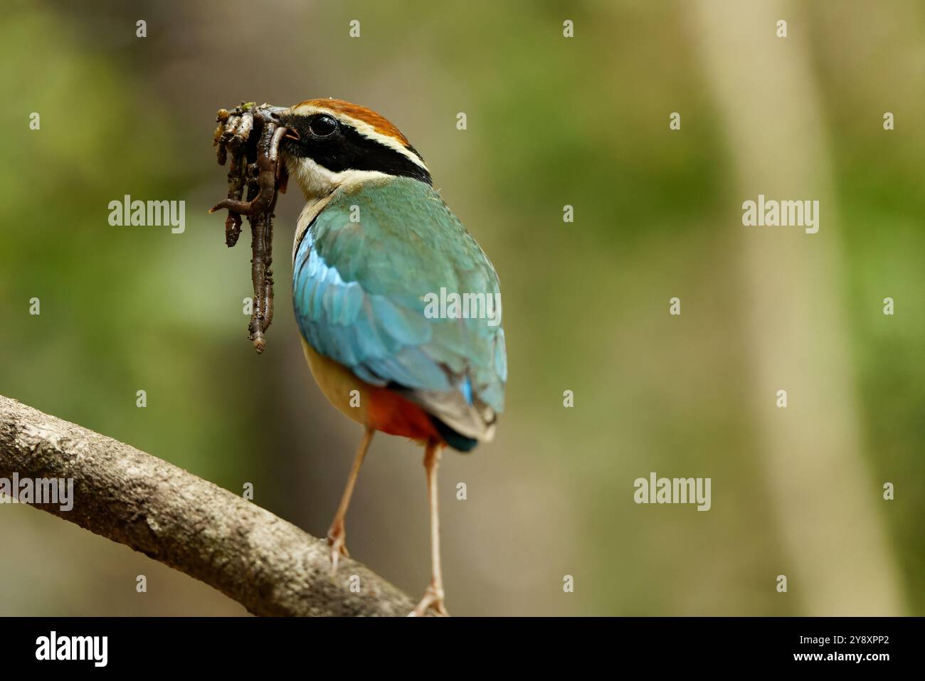 Fairy pitta (Pitta nympha) in Japan Stock Photo - Alamy