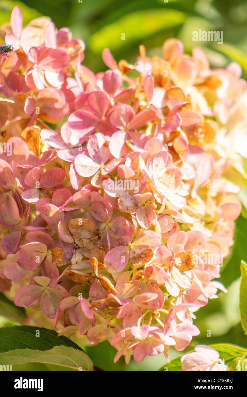 Hydrangeas petal bud background. Pink Hydrangea flower. Plant Stock ...