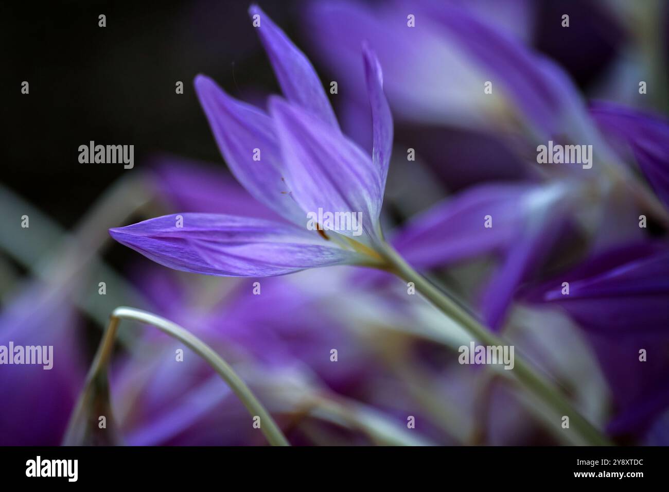 Grow from corms hi-res stock photography and images - Alamy