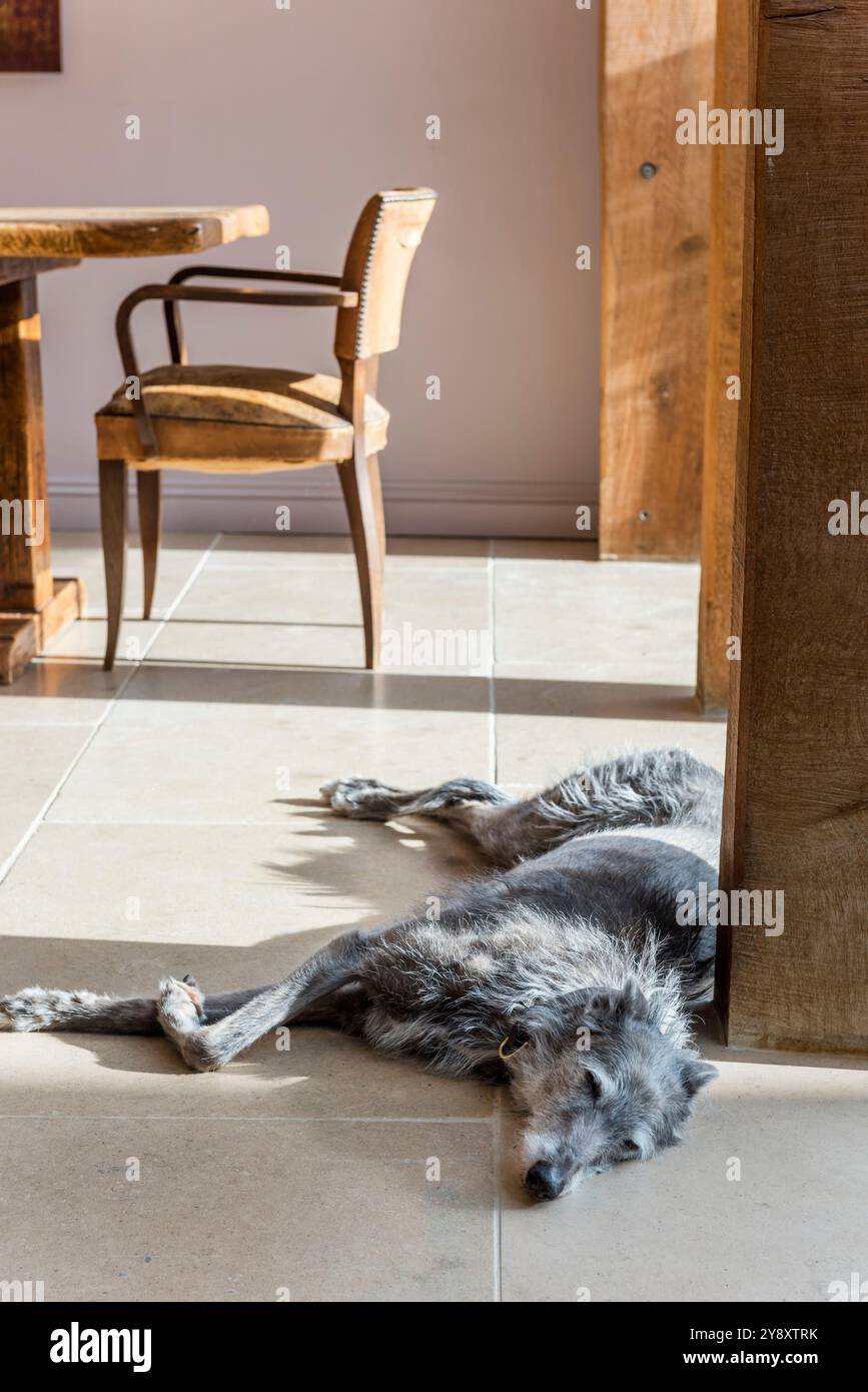 Irish wolfhound sleeping in warm sunlight in Gloucestershire home ...