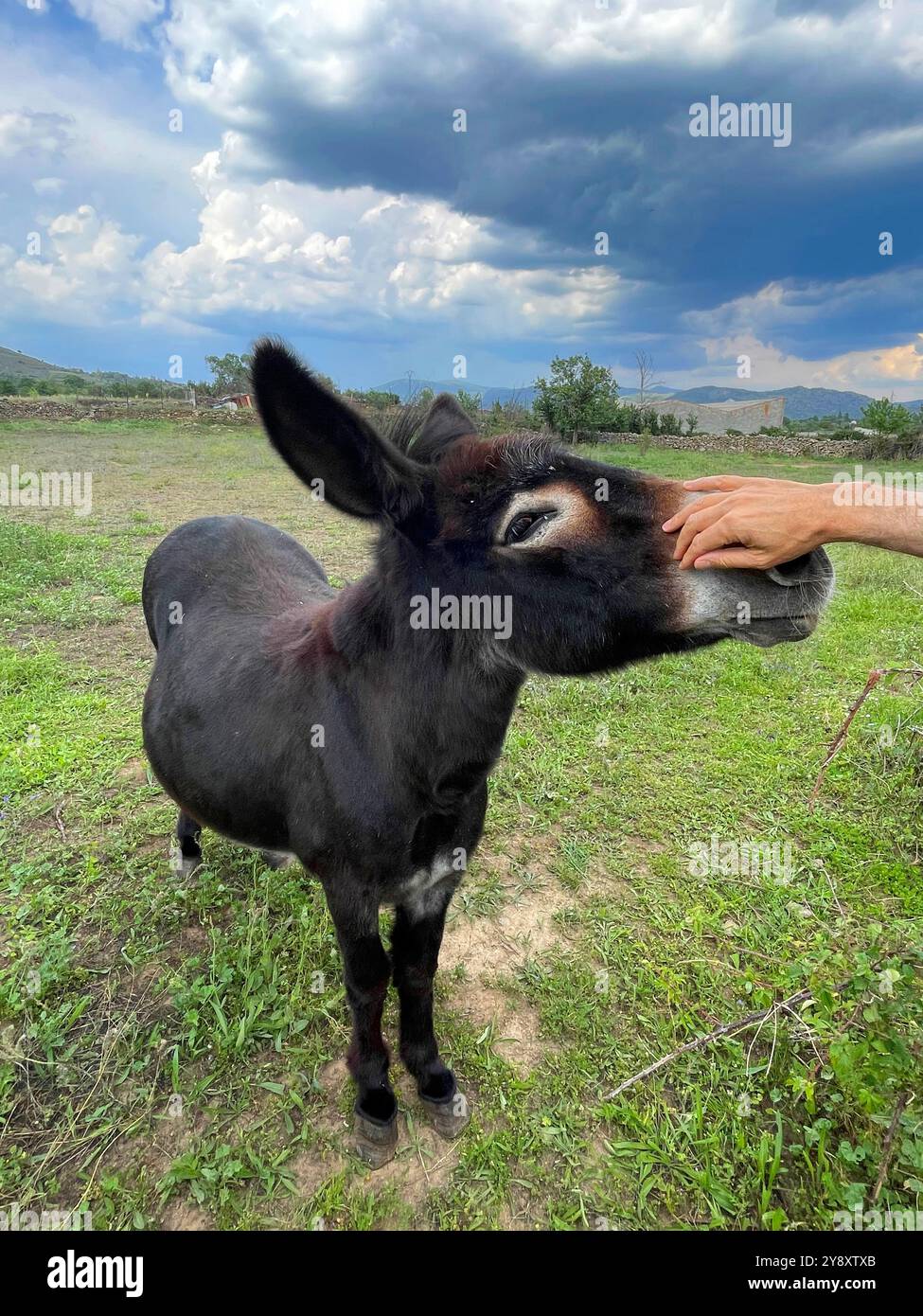 Hand stroking a donkey Stock Photo - Alamy
