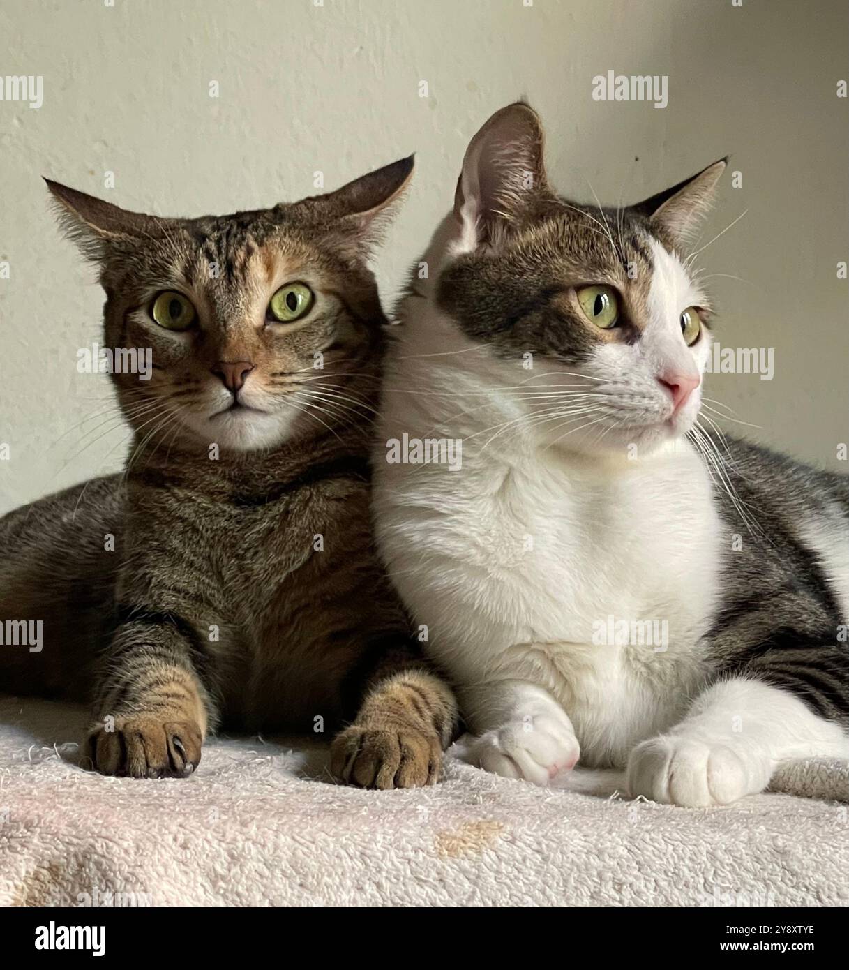 Adorable couple of cats Stock Photo - Alamy
