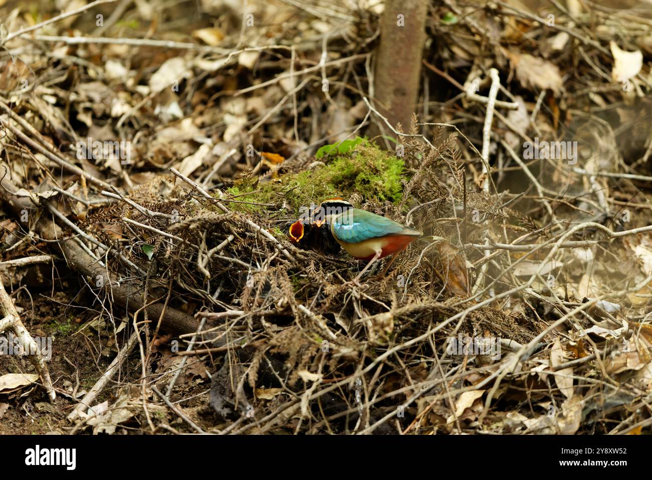 Fairy pitta (Pitta nympha) in Japan Stock Photo - Alamy