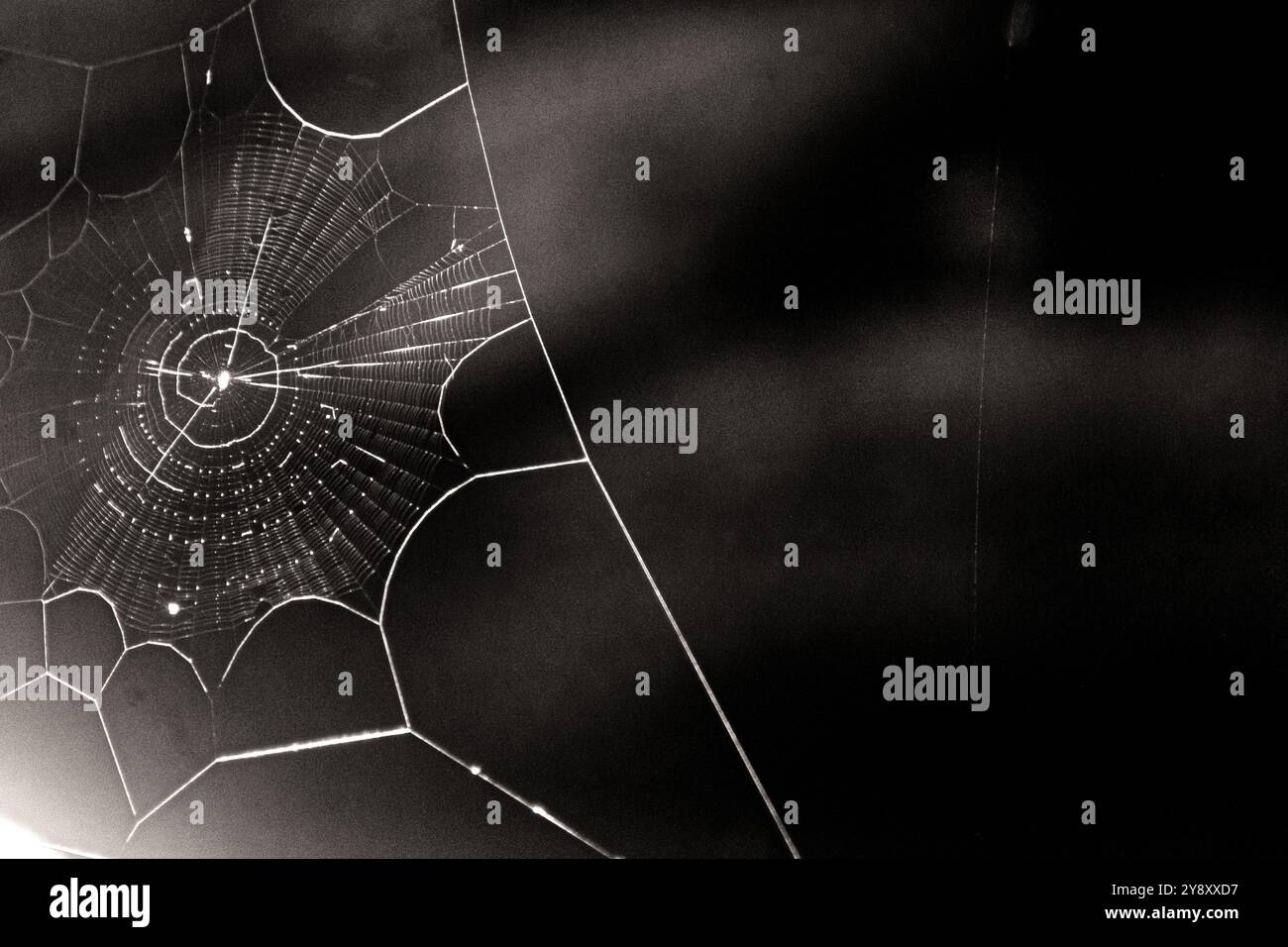 A spider web in Queen Elizabeth National Park Uganda Stock Photo - Alamy