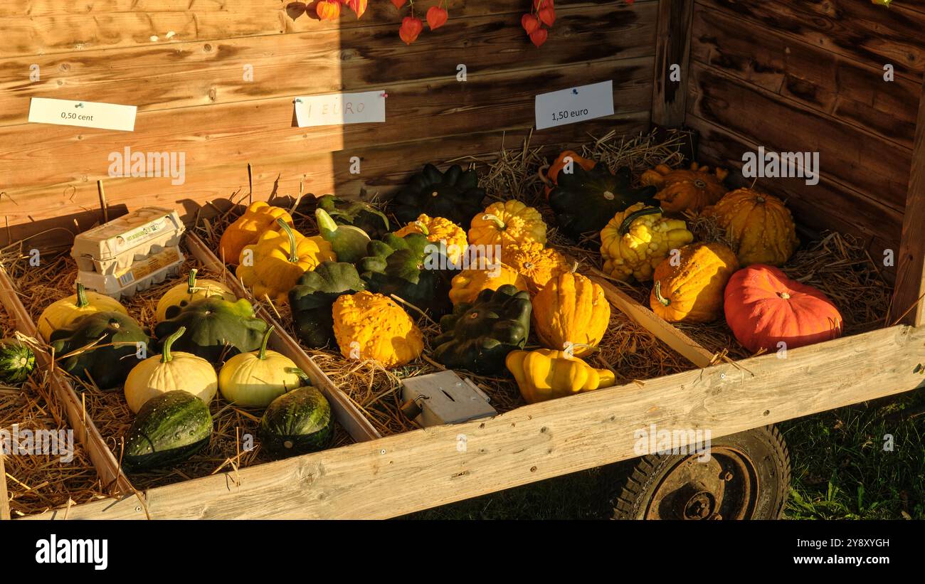 Stall of vibrant pumpkins and gourds in various shapes and textures ...