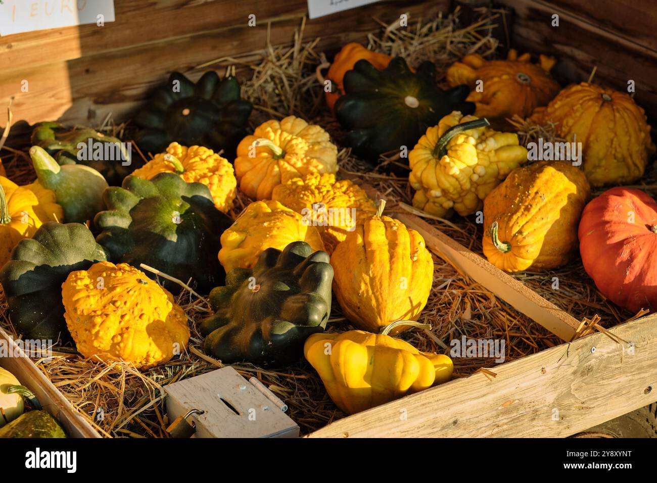 Stall of vibrant pumpkins and gourds in various shapes and textures ...