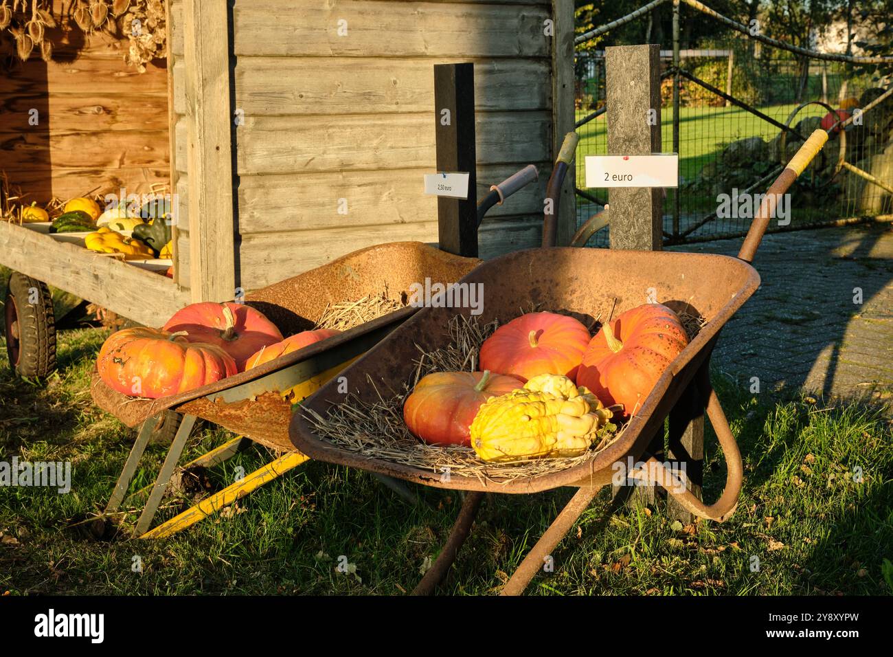Stall of vibrant pumpkins and gourds in various shapes and textures ...