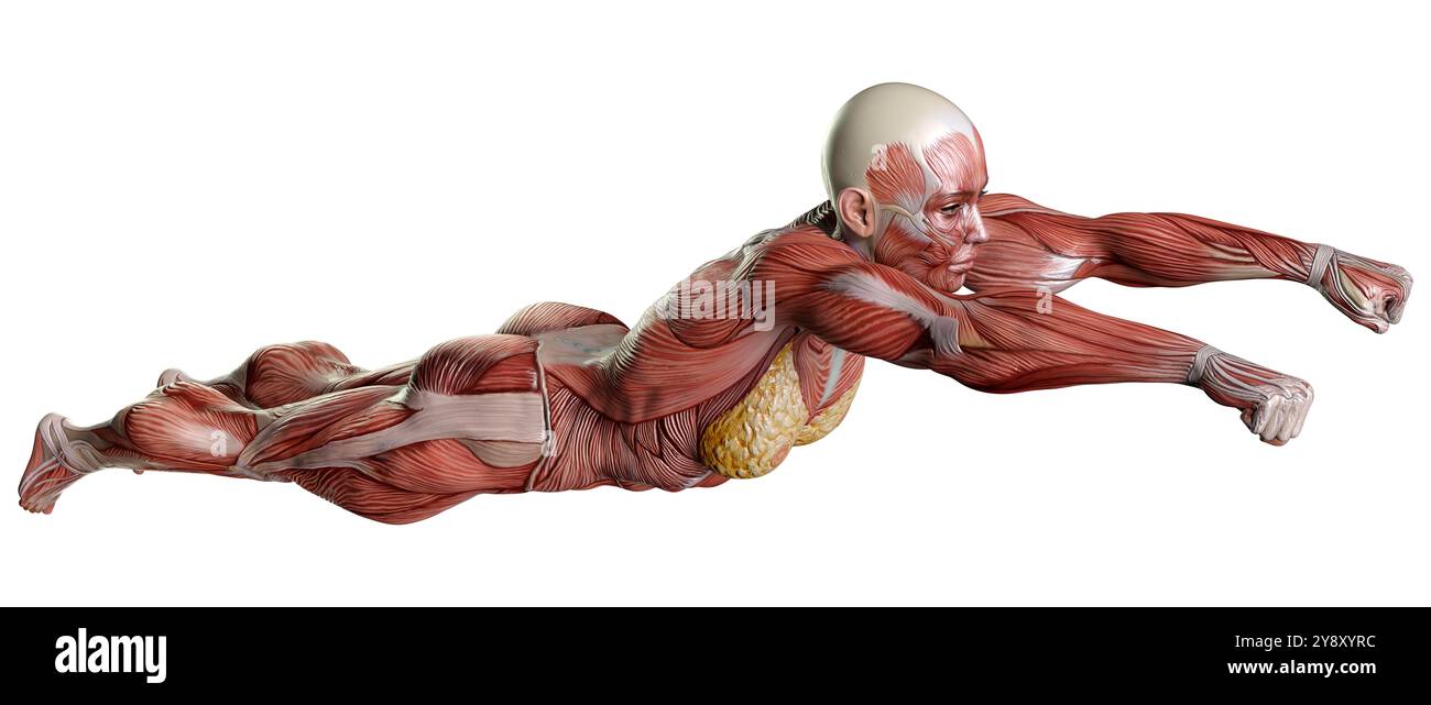 3D rendering of a female figure with muscle maps isolated on white ...
