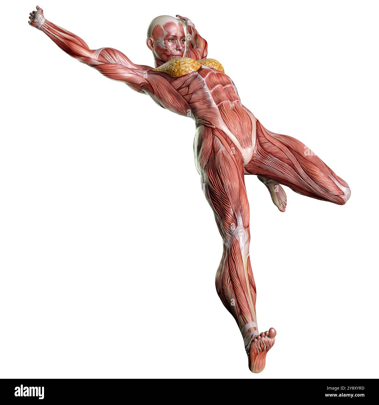 3D rendering of a female figure with muscle maps isolated on white ...