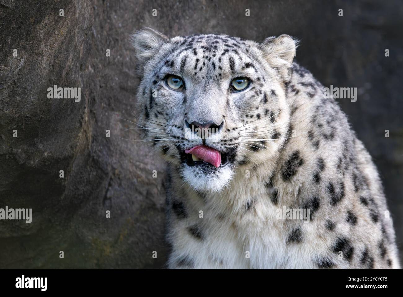 Curled tongue hi-res stock photography and images - Alamy