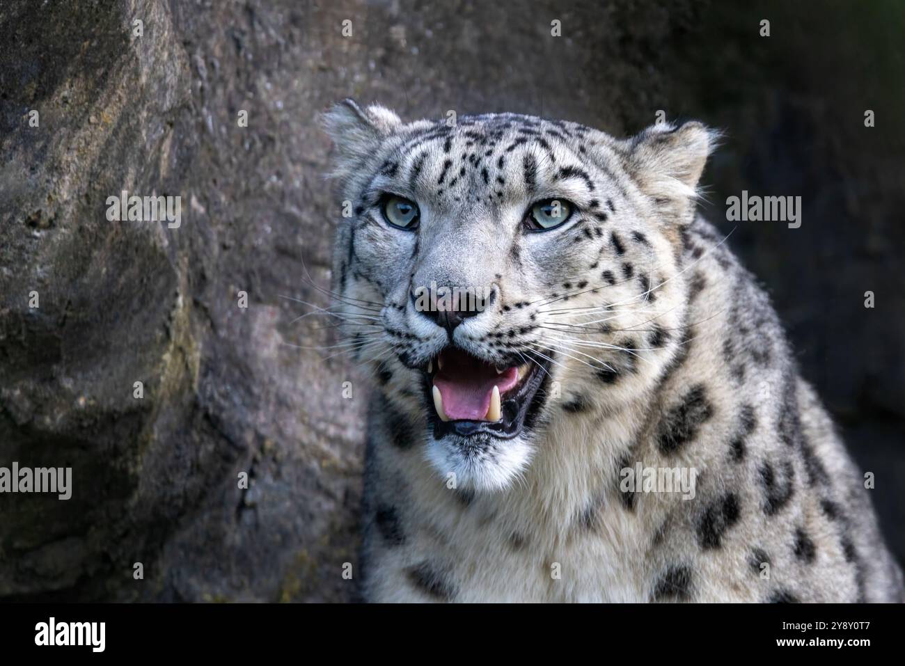 Closeup up of an adult male snow leopard, Panthera uncia. Portrait ...